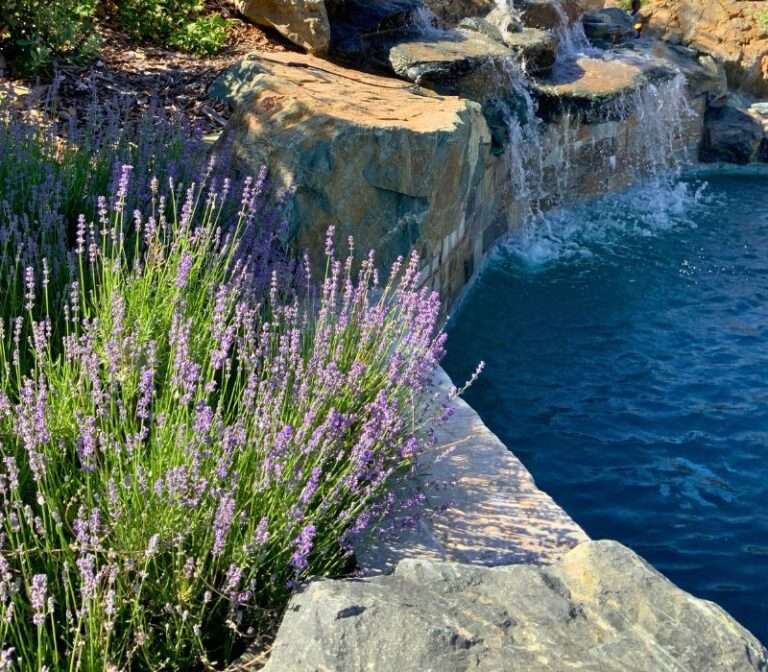 Custom Planting Plan | Get Professional Guidance For Plants
